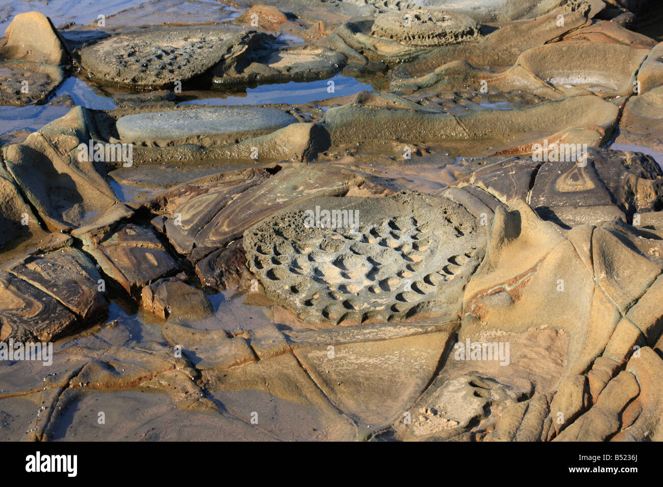 South africa fossil hi-res stock photography and images - Alamy