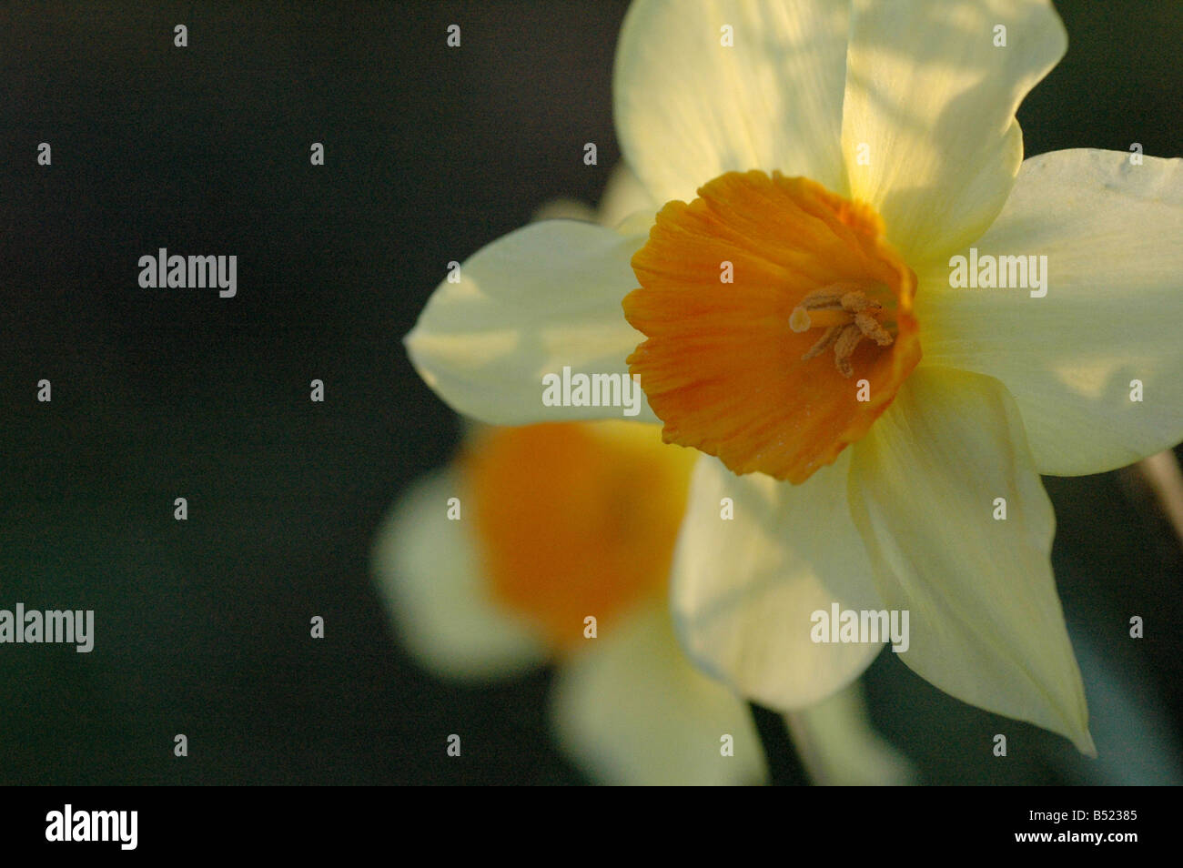 Soft daffodil close up hi-res stock photography and images - Alamy