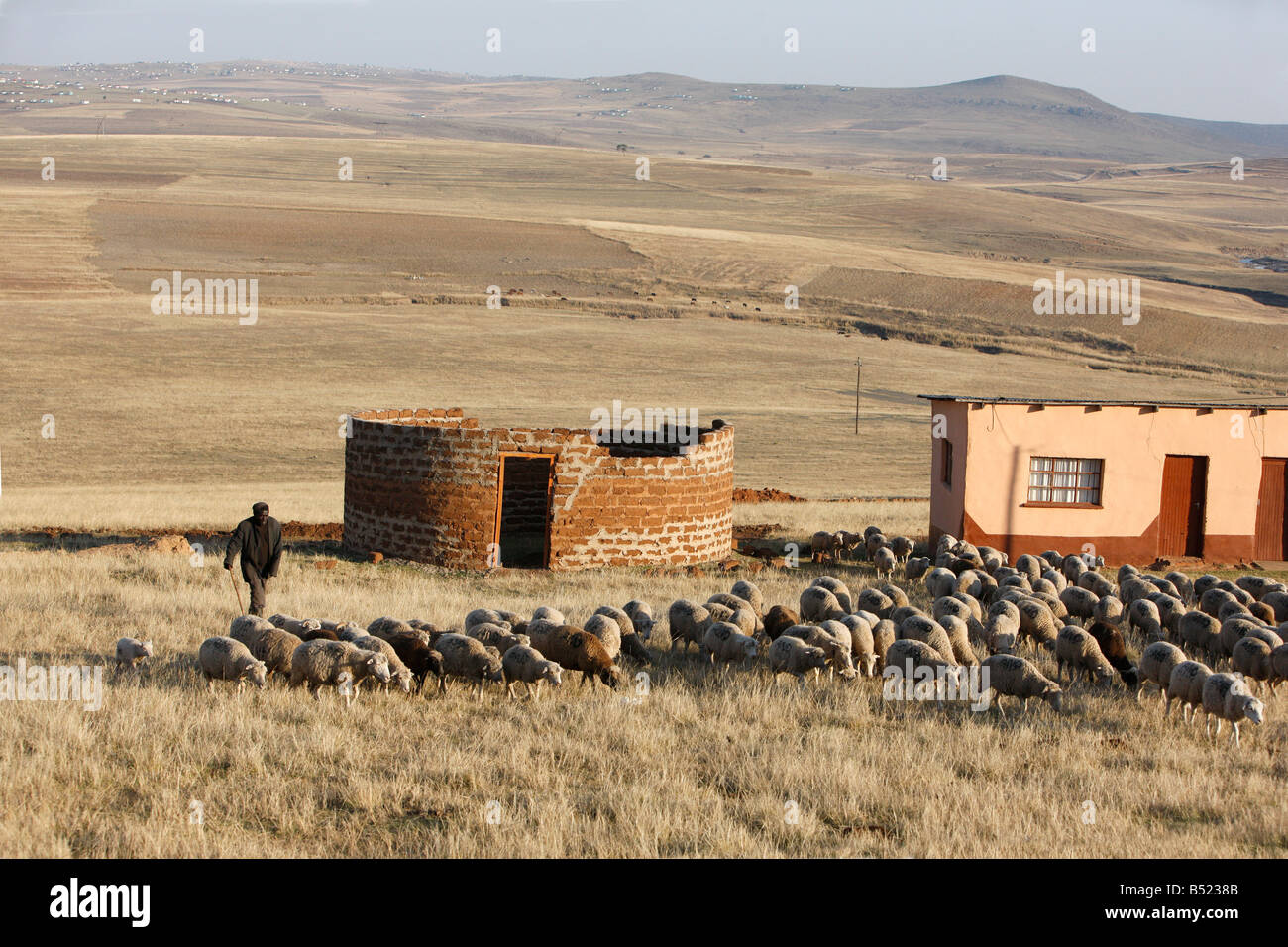 South african sheep hi-res stock photography and images - Alamy