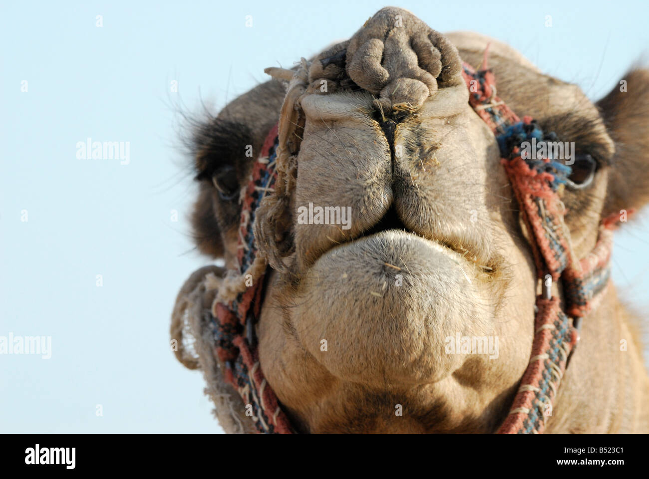 Camel With Halter High Resolution Stock Photography and Images - Alamy