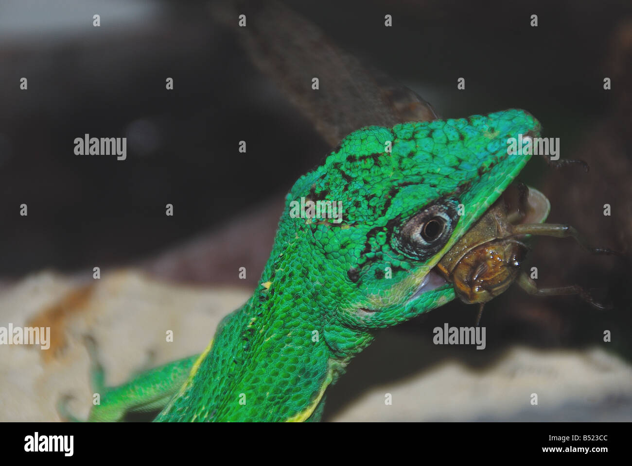 Lizard eating grasshopper hi-res stock photography and images - Alamy