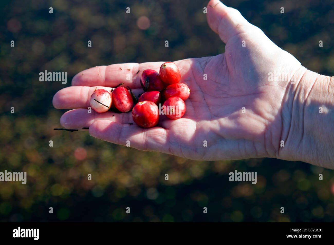 Cranberry marches hi-res stock photography and images - Alamy