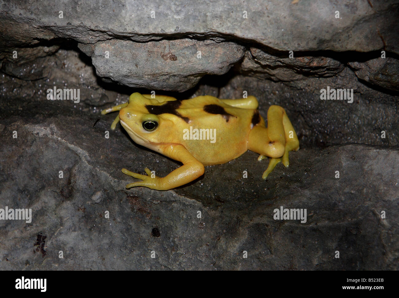 A Panamanian golden frog sitting on a ledge between rocks Stock Photo ...