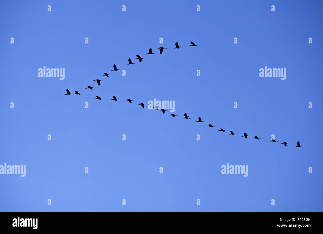 Ibis birds flying in classic V formation Tule Lake Klamath Basin ...