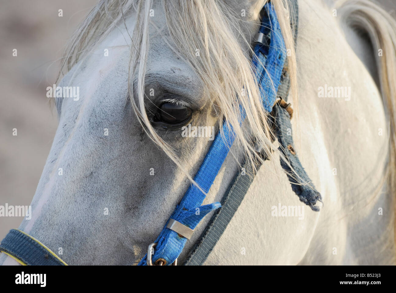 A close up of horse s head Stock Photo - Alamy