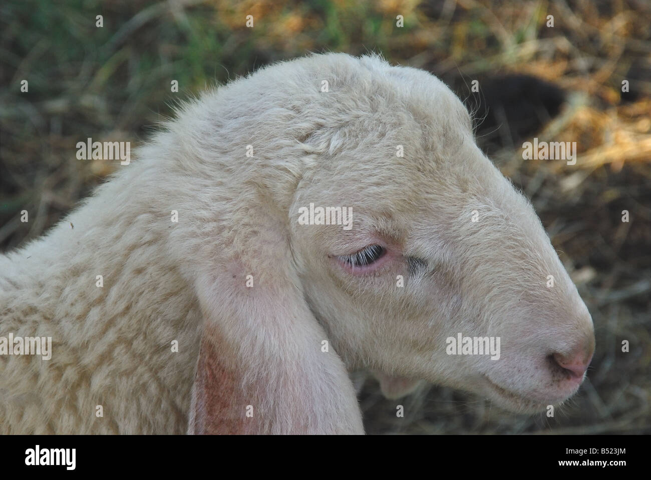 A portrait of a lamb Stock Photo - Alamy