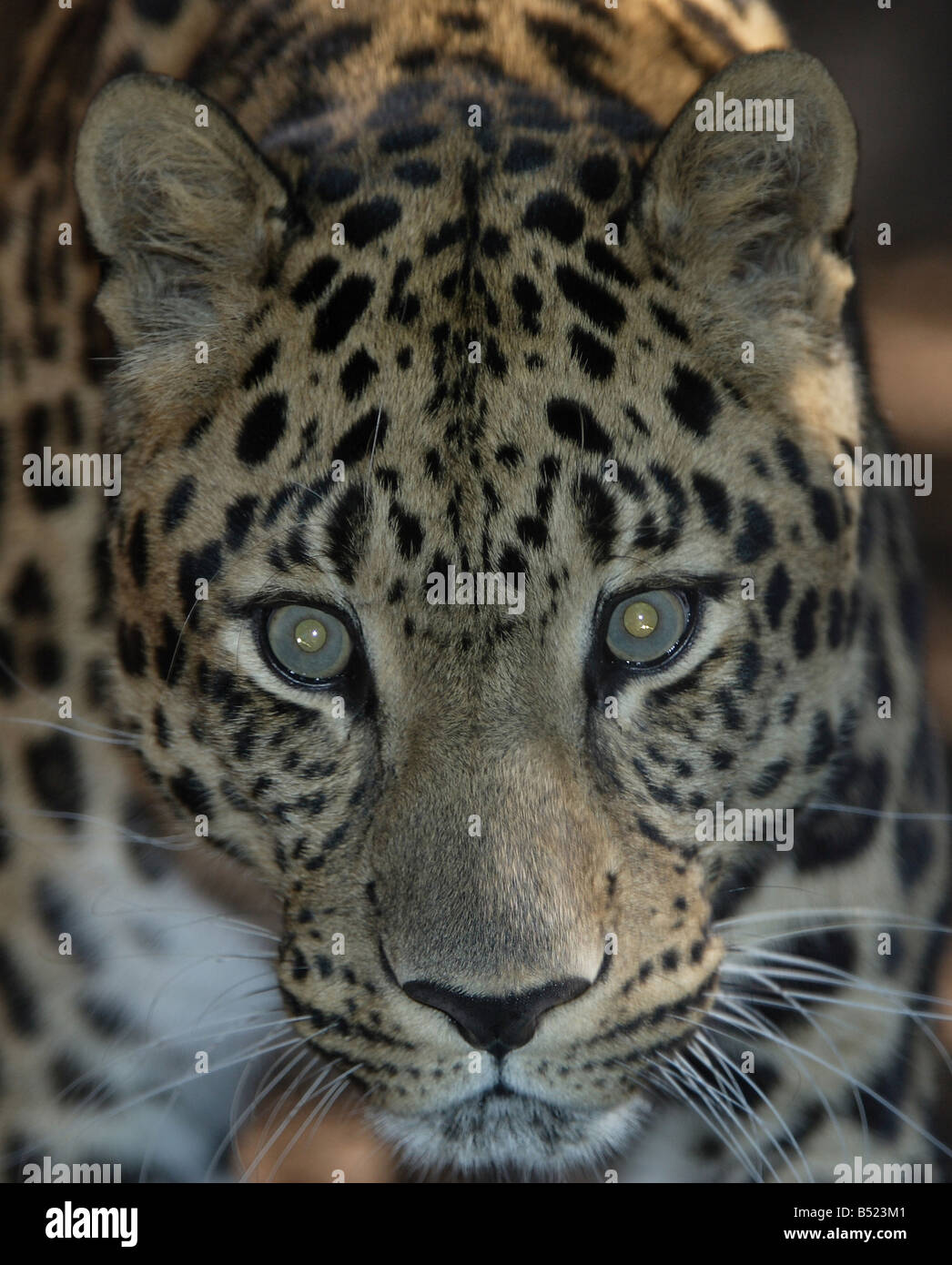 Amur leopard hunter hi-res stock photography and images - Alamy