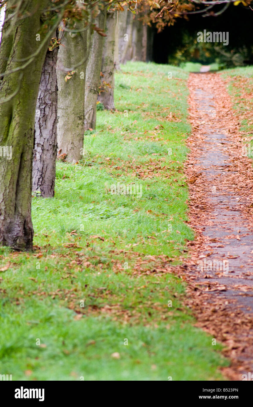 Avenue of trees Stock Photo - Alamy