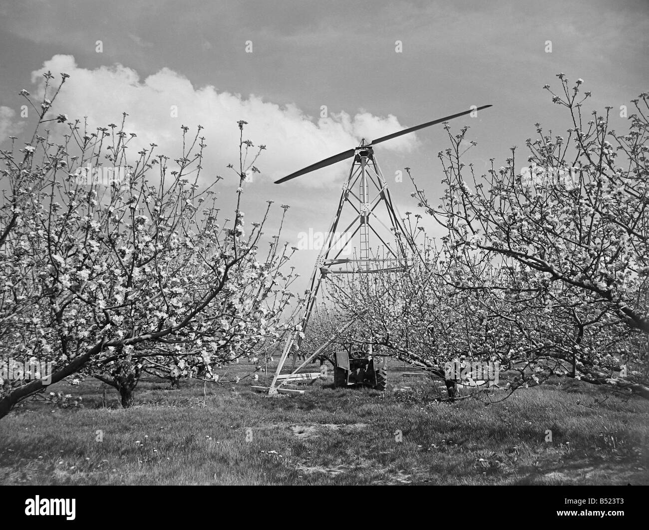 Fan apple trees hi-res stock photography and images - Alamy