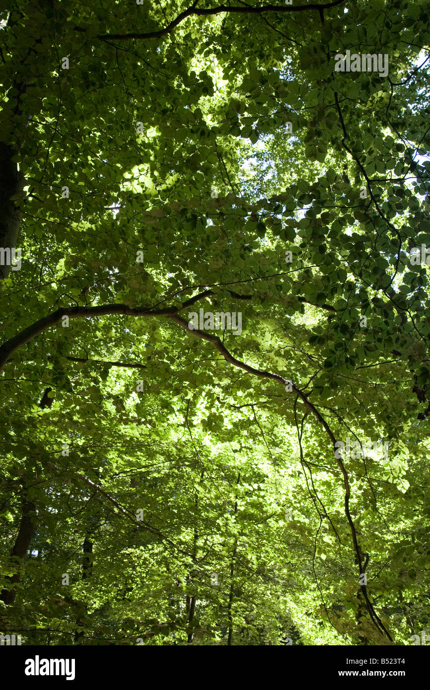 Canopy of deciduous trees hi-res stock photography and images - Alamy