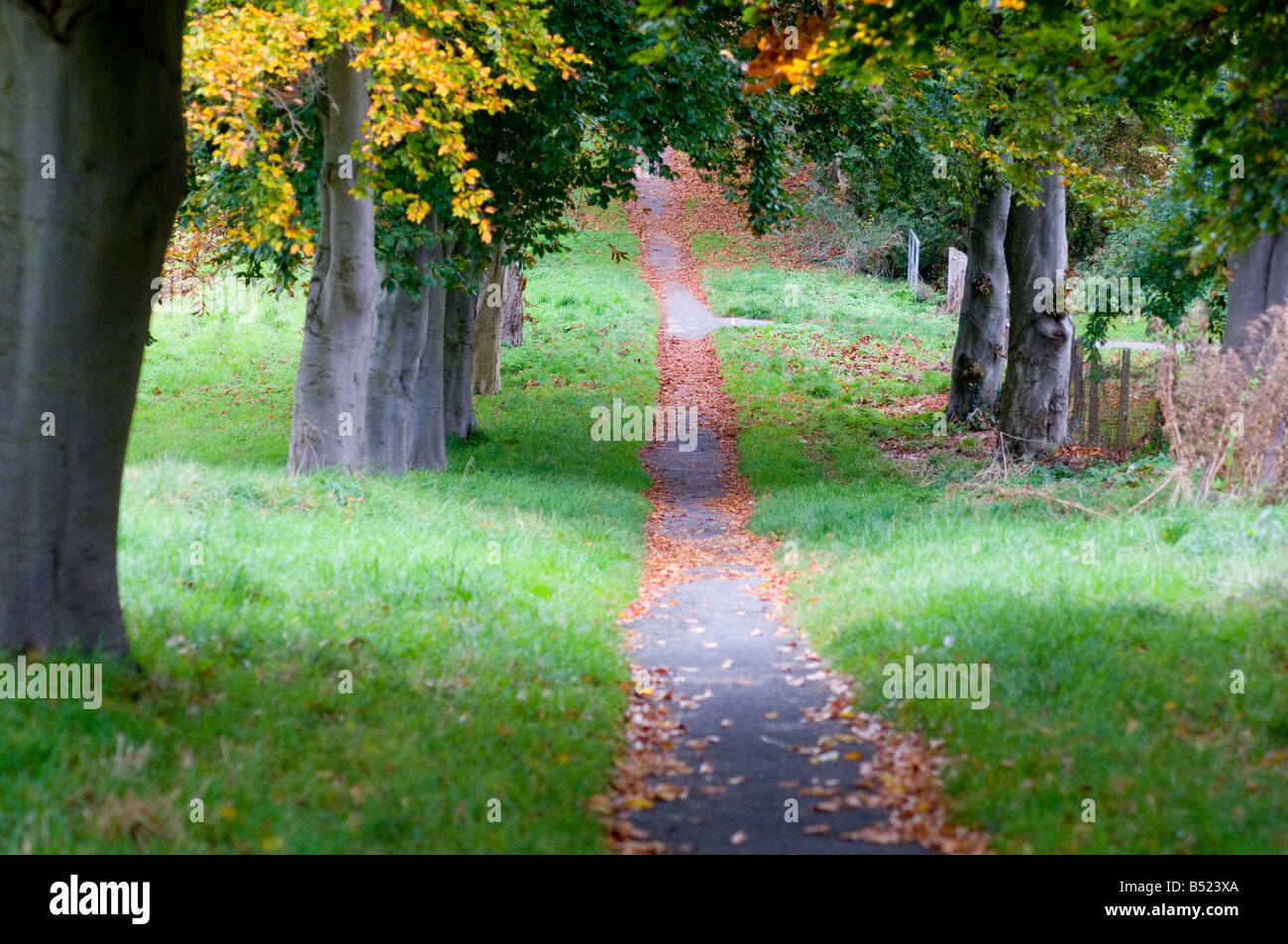 Path through trees Stock Photo - Alamy