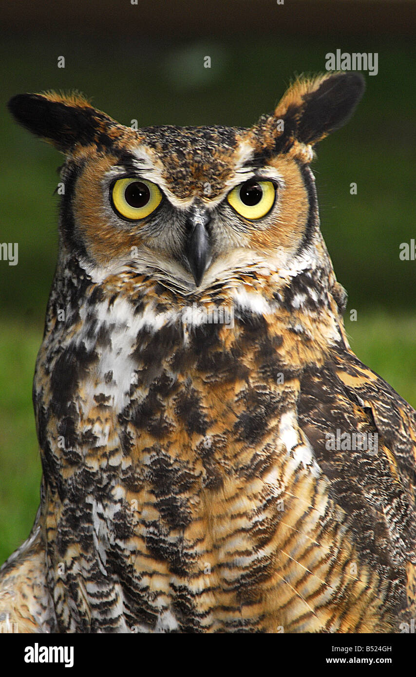 Great Horned Owl (bubo virginianus Stock Photo - Alamy
