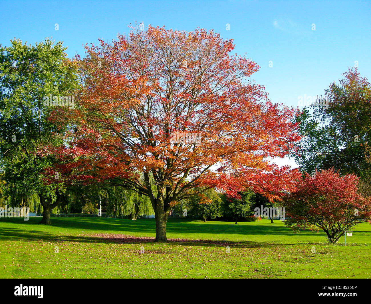 Autmn Maple Tree Stock Photo - Alamy