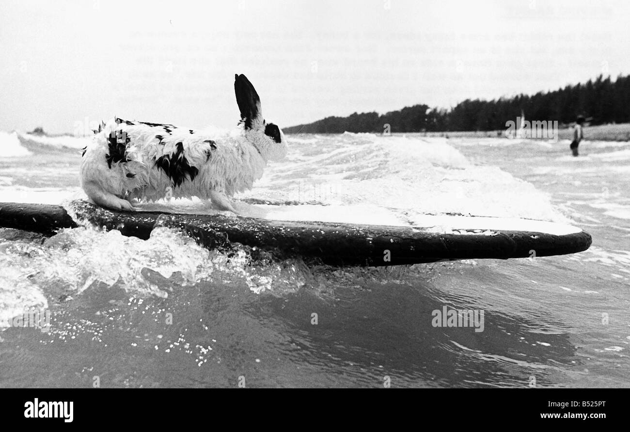 Hazel the Surfing Rabbit 1981 Stock Photo - Alamy