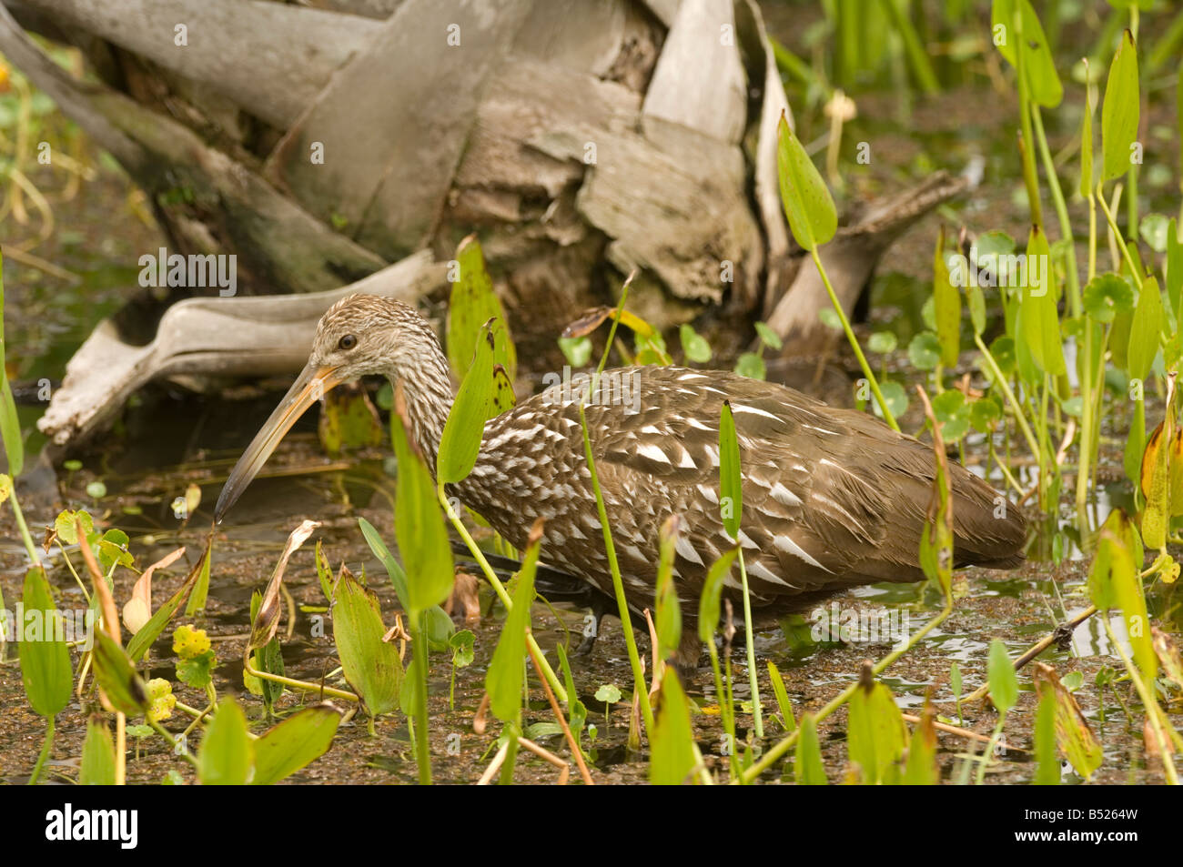 Spotted limpkin hi-res stock photography and images - Alamy
