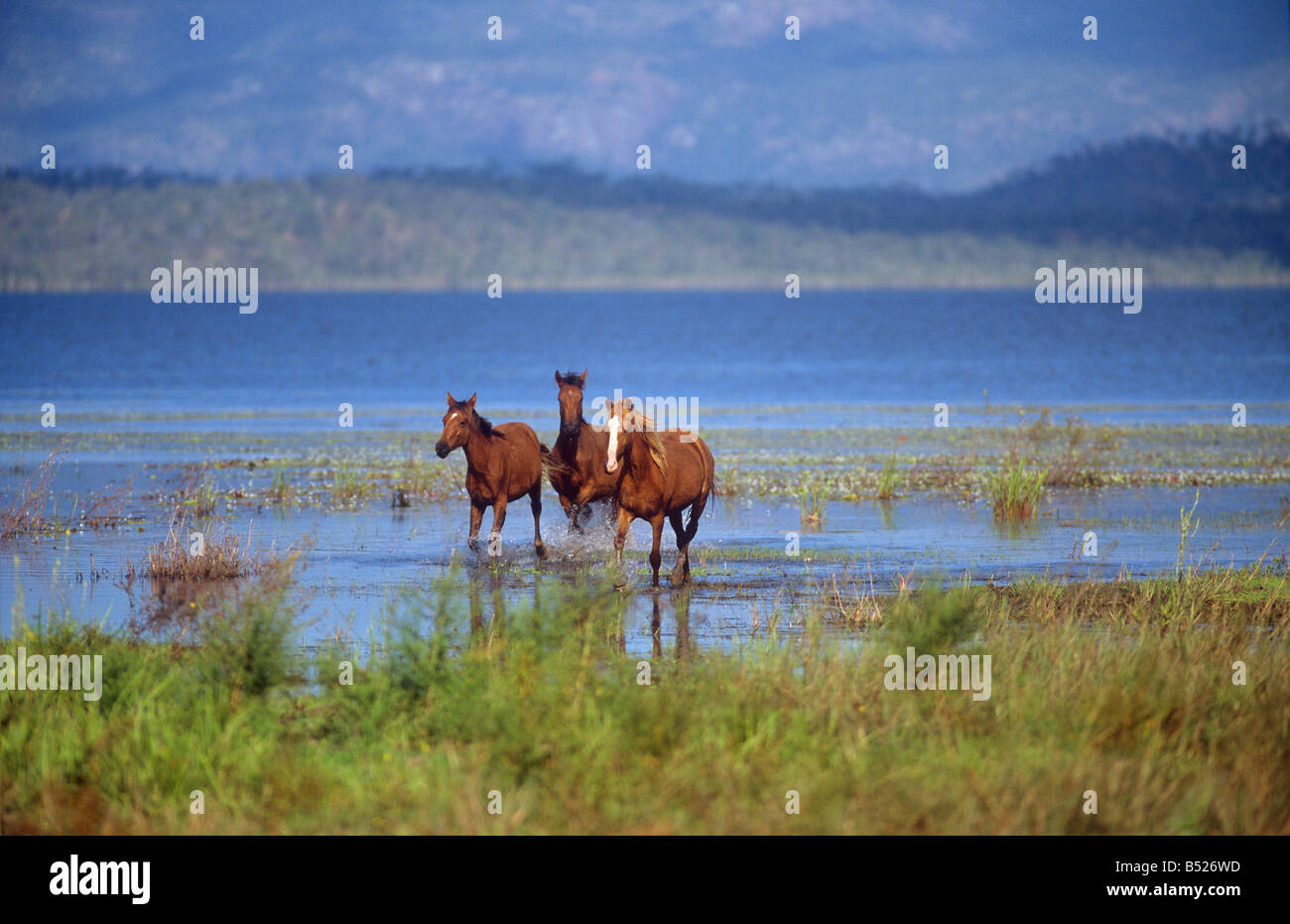 Brumbies australia hi-res stock photography and images - Alamy