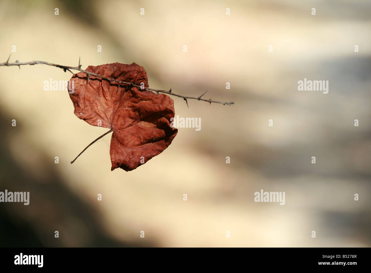 one brown leaf stuck on thorns on bare tree branch Stock Photo - Alamy