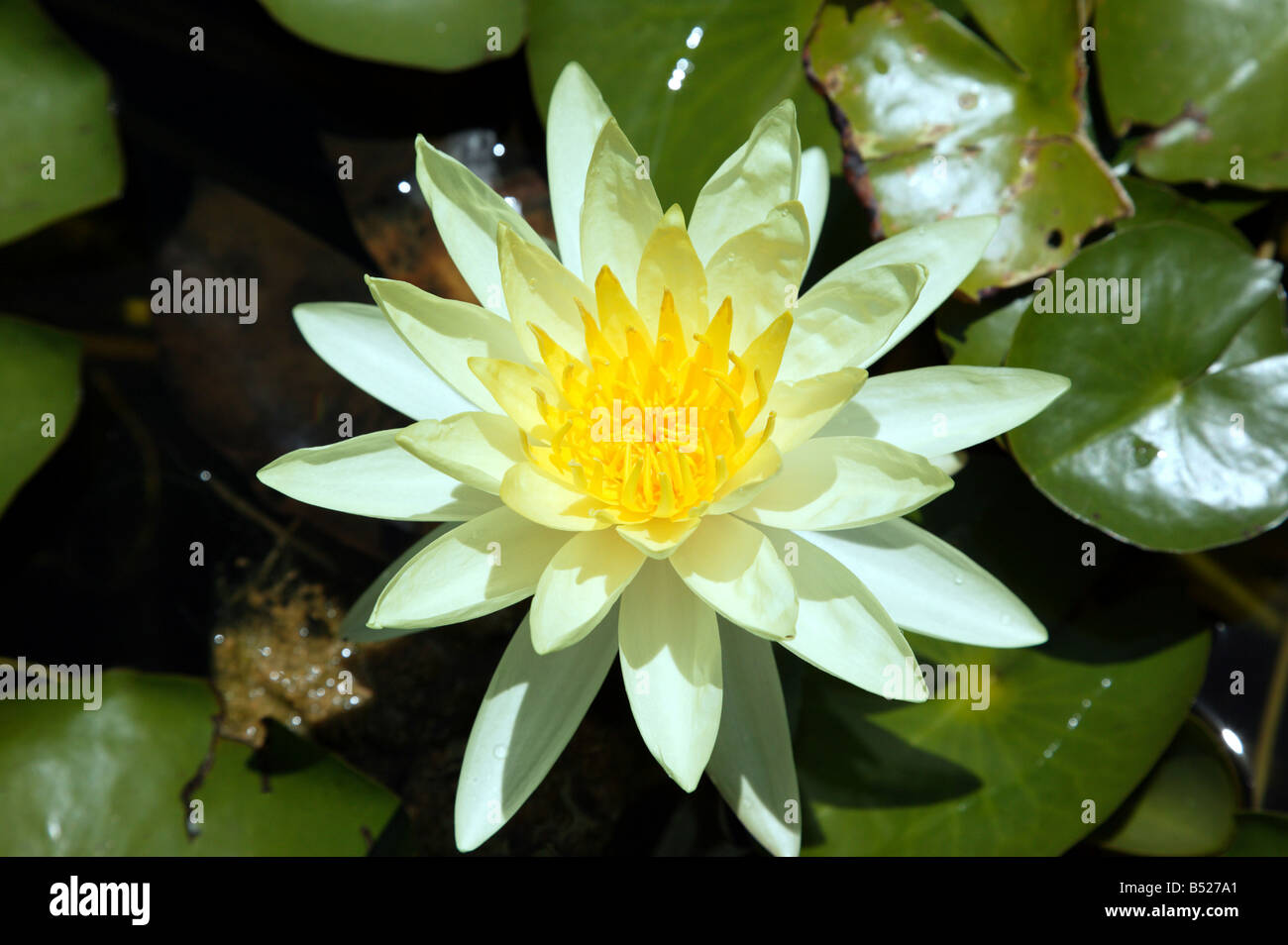 Palm Grove Garden, Devonshire Parish, Bermuda Stock Photo - Alamy