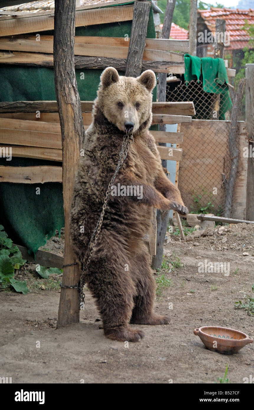 Dancing Bear Special. Svetla shackled at the Bulgarian family's home in ...