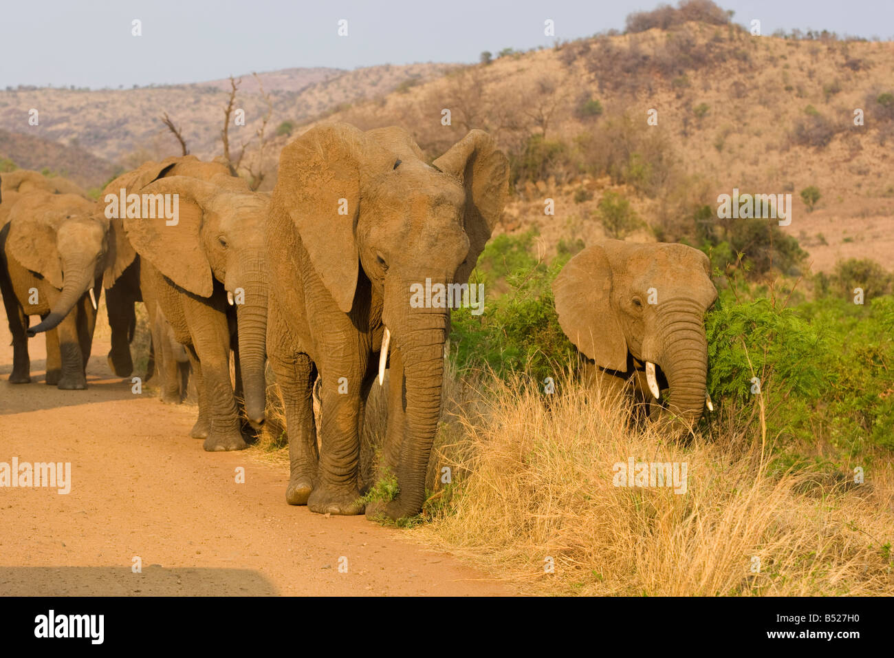 Elephant herd female hi-res stock photography and images - Alamy