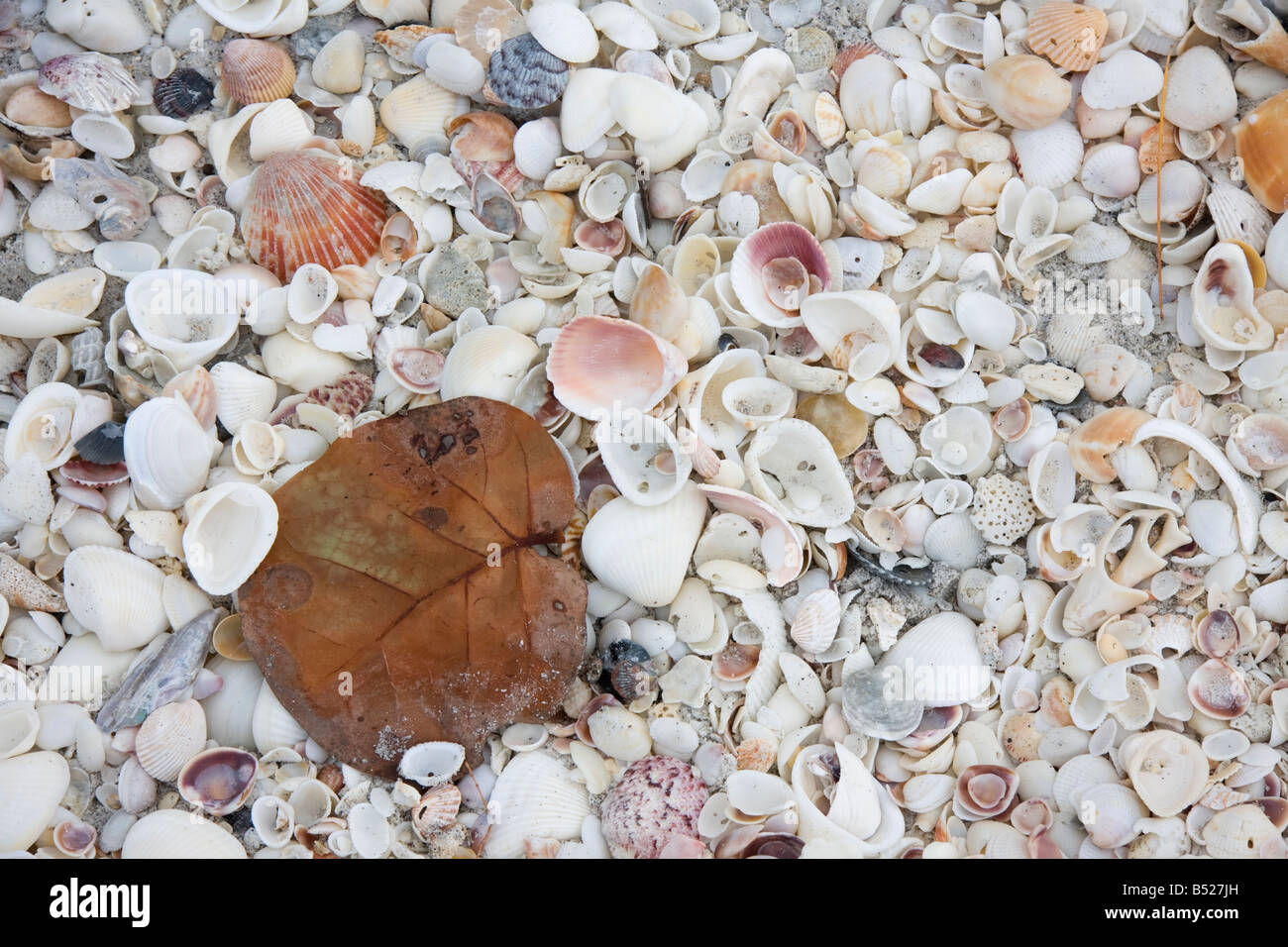 White shells hi-res stock photography and images - Alamy