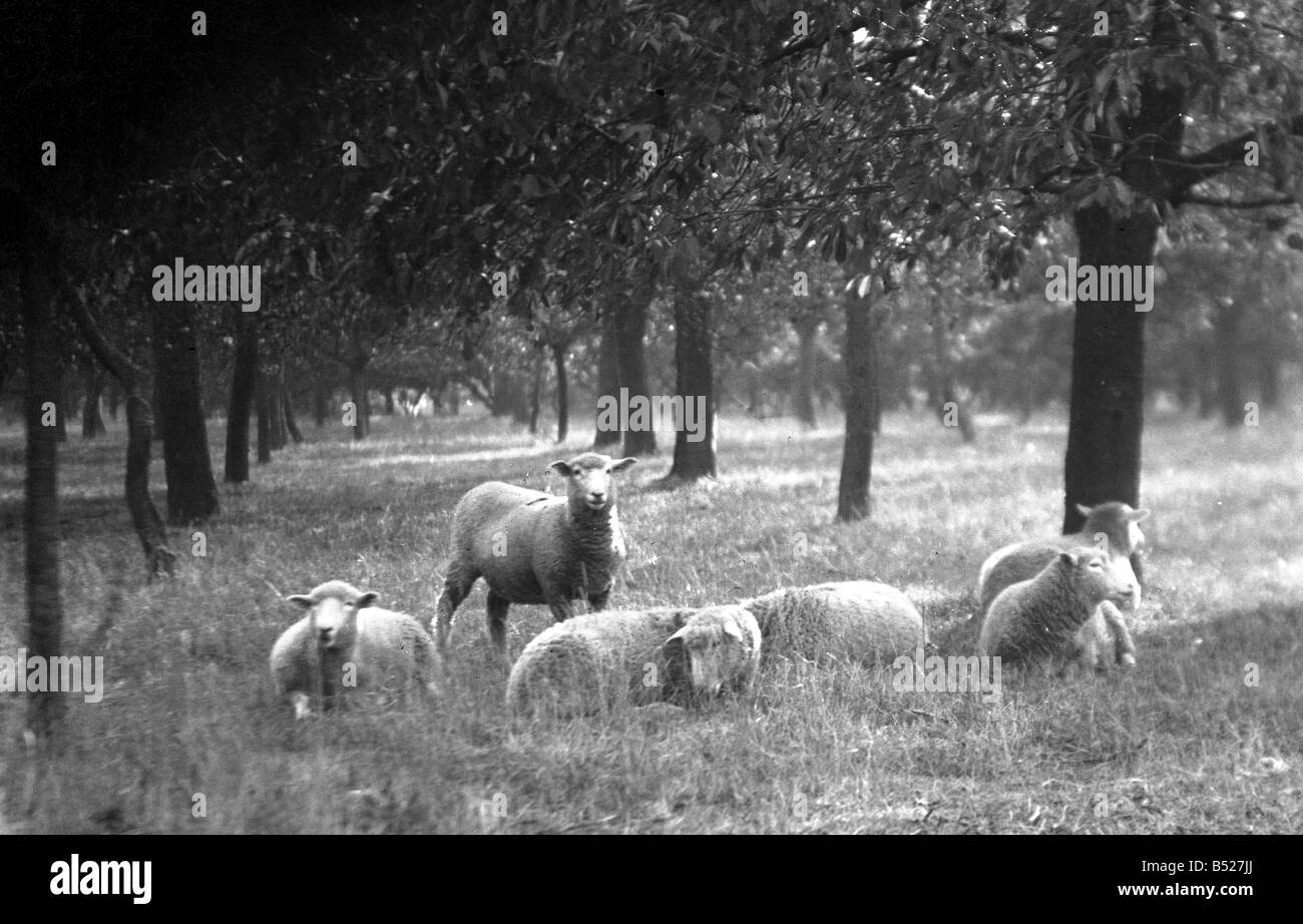 Sheep in the Orchard at Littlebourne Stock Photo - Alamy