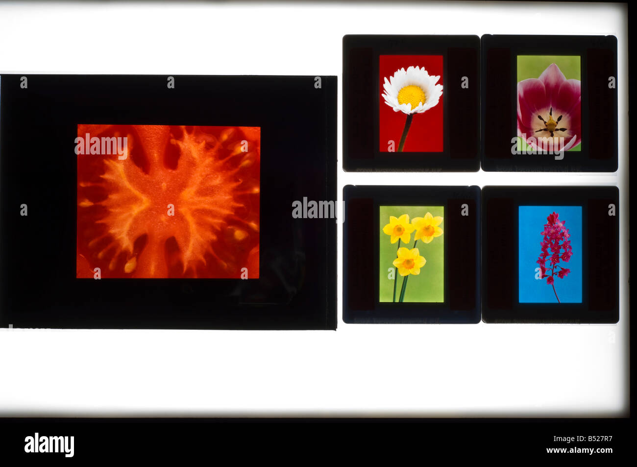 Transparencies on a lightbox Stock Photo - Alamy