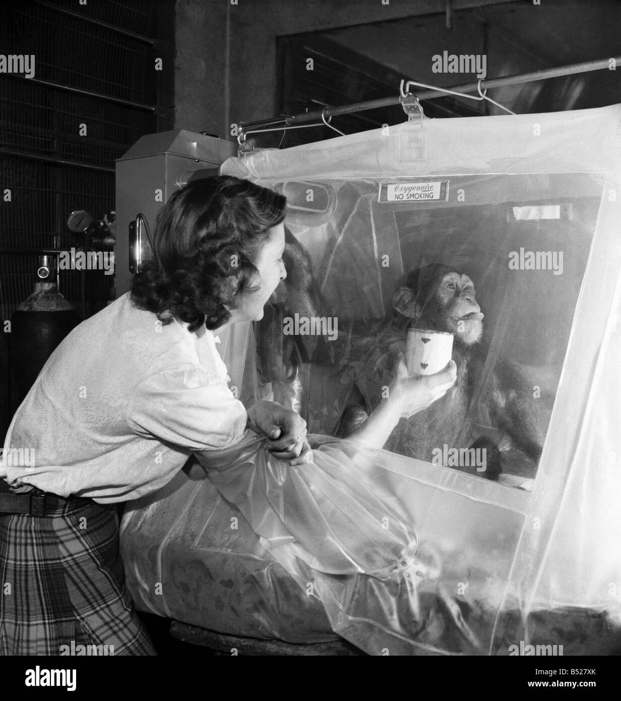 Monkey in Oxygen Tank. January 1953 D132 Stock Photo - Alamy