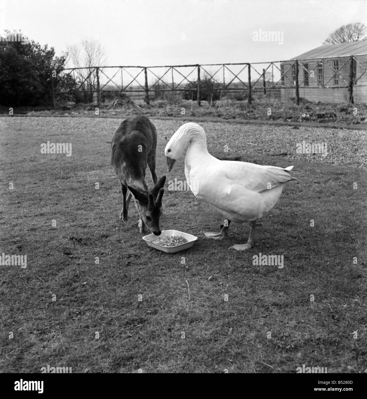 Caption as a bone and Seen here with goose. March 1953 D1411 Stock ...