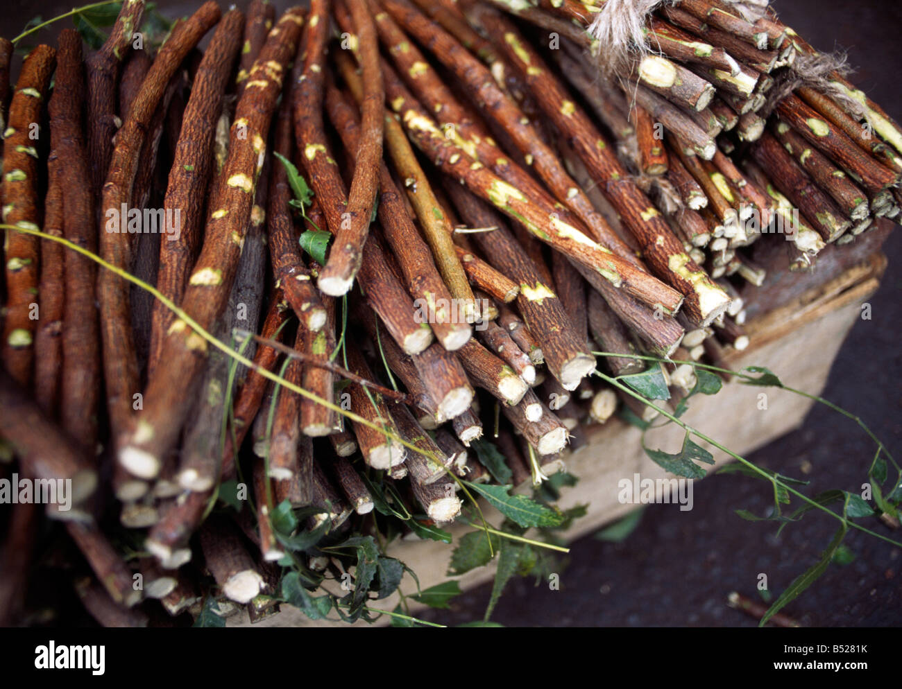 Eucalyptus toothbrush hi-res stock photography and images - Alamy