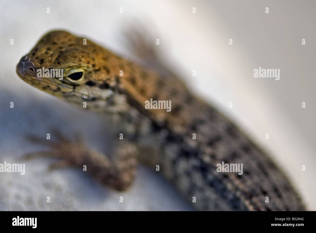 A lizard clings to a rock on the Island of waderick well's in the ...
