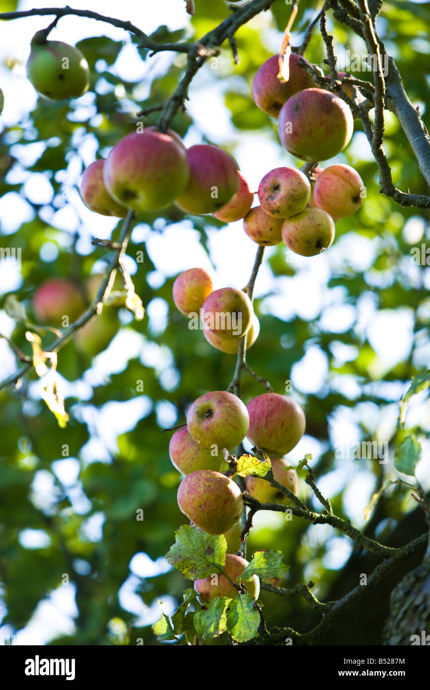 English apples growing on an apple tree Stock Photo - Alamy