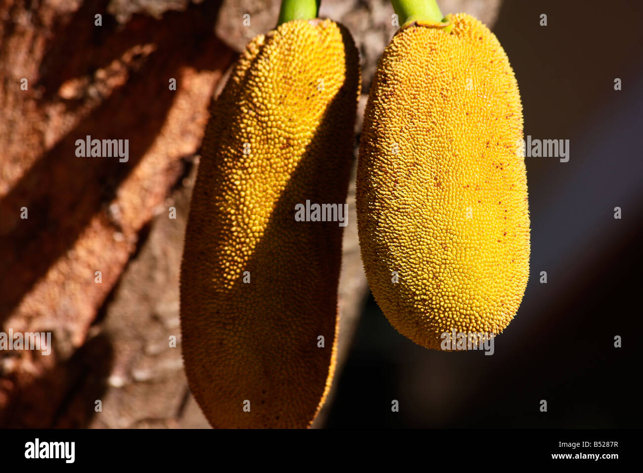 Jackfruit latex hi-res stock photography and images - Alamy