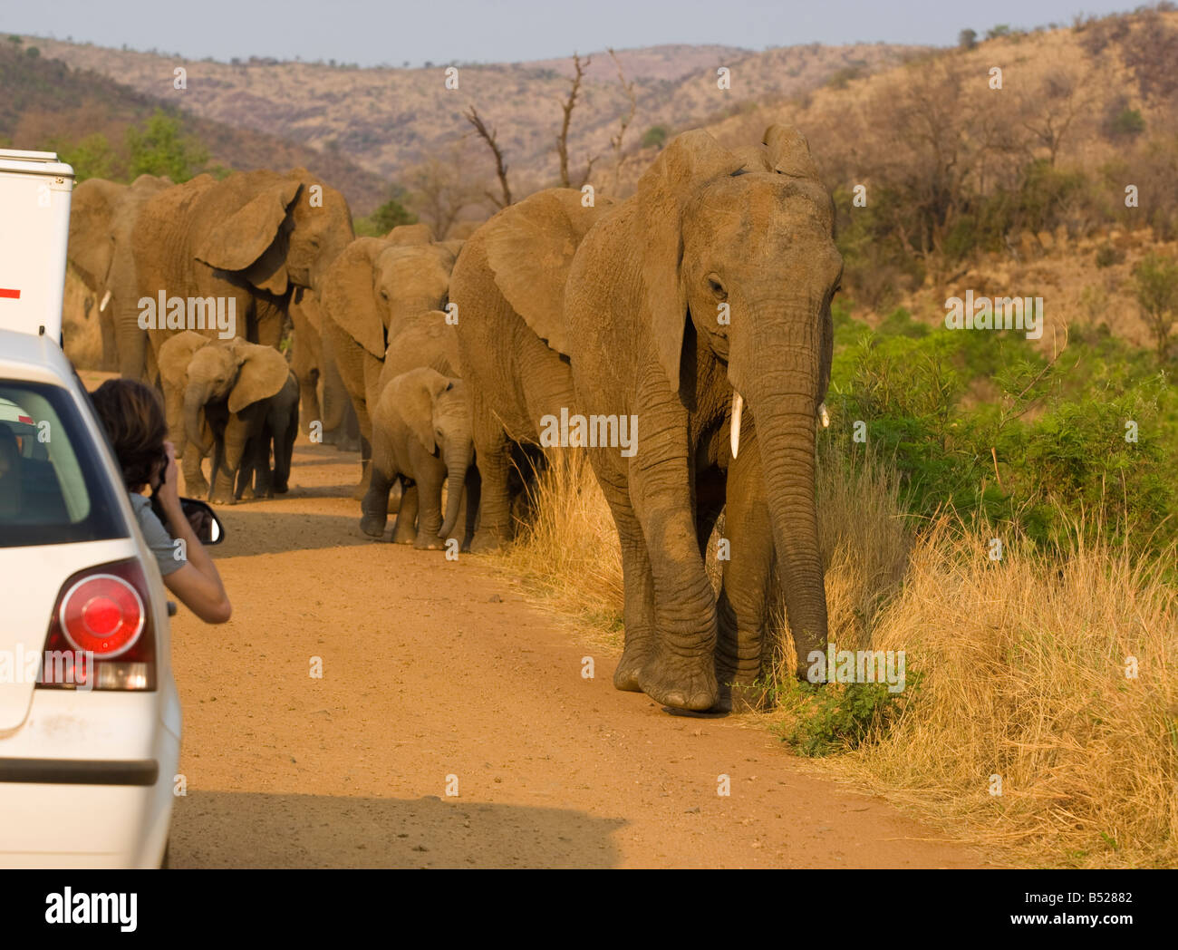 Elephant game hi-res stock photography and images - Alamy