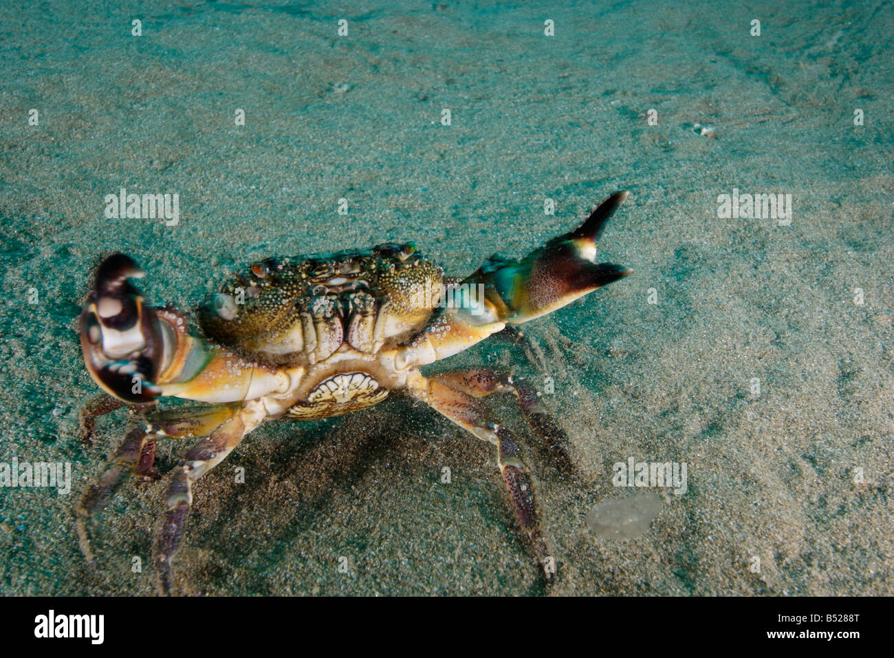 Cancer pagurus crab hi-res stock photography and images - Alamy