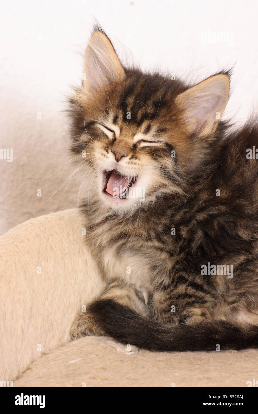maine coon kitten - yawning Stock Photo - Alamy