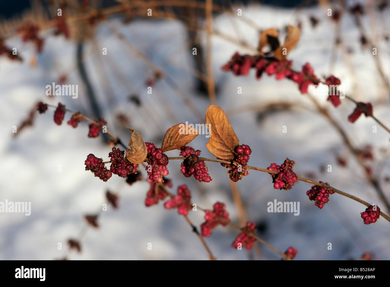 Red snowberry hi-res stock photography and images - Alamy