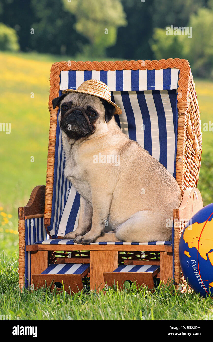 pug - sitting in beach chair Stock Photo - Alamy