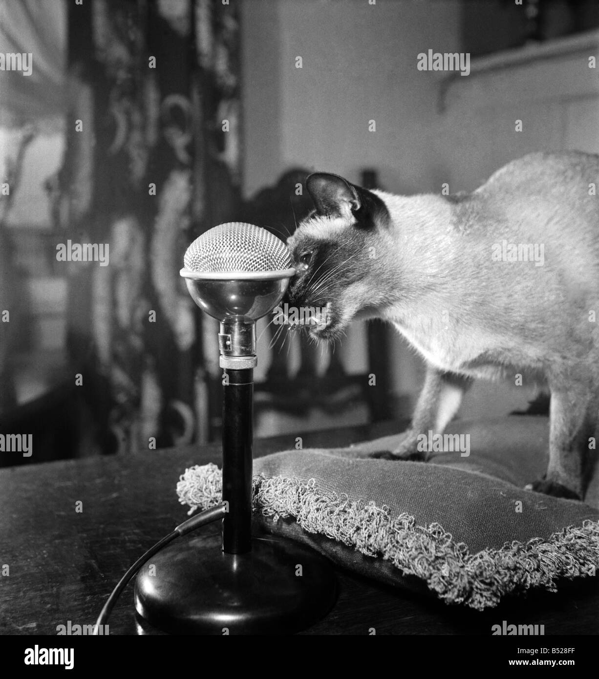 Tai lu siamese hi-res stock photography and images - Alamy