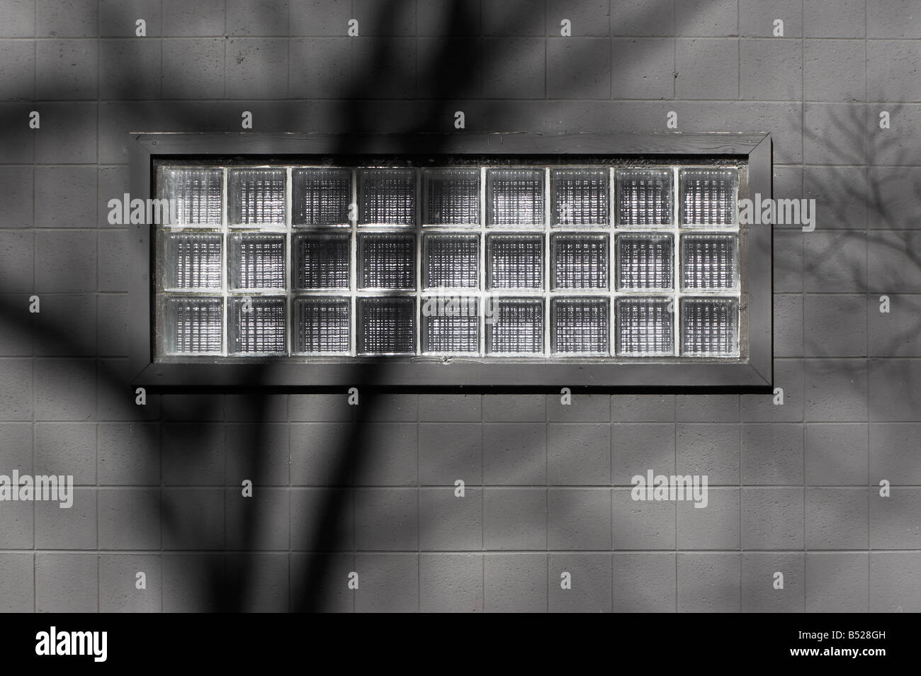 Bare trees cast strong shadows across a glass block window in a cinder ...