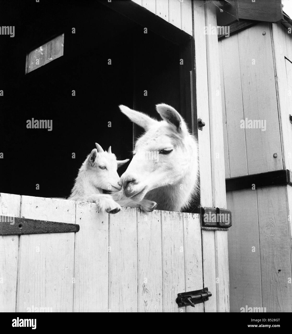 Llama and baby goat at Chessington Zoo. June 1953 D3283 Stock Photo - Alamy