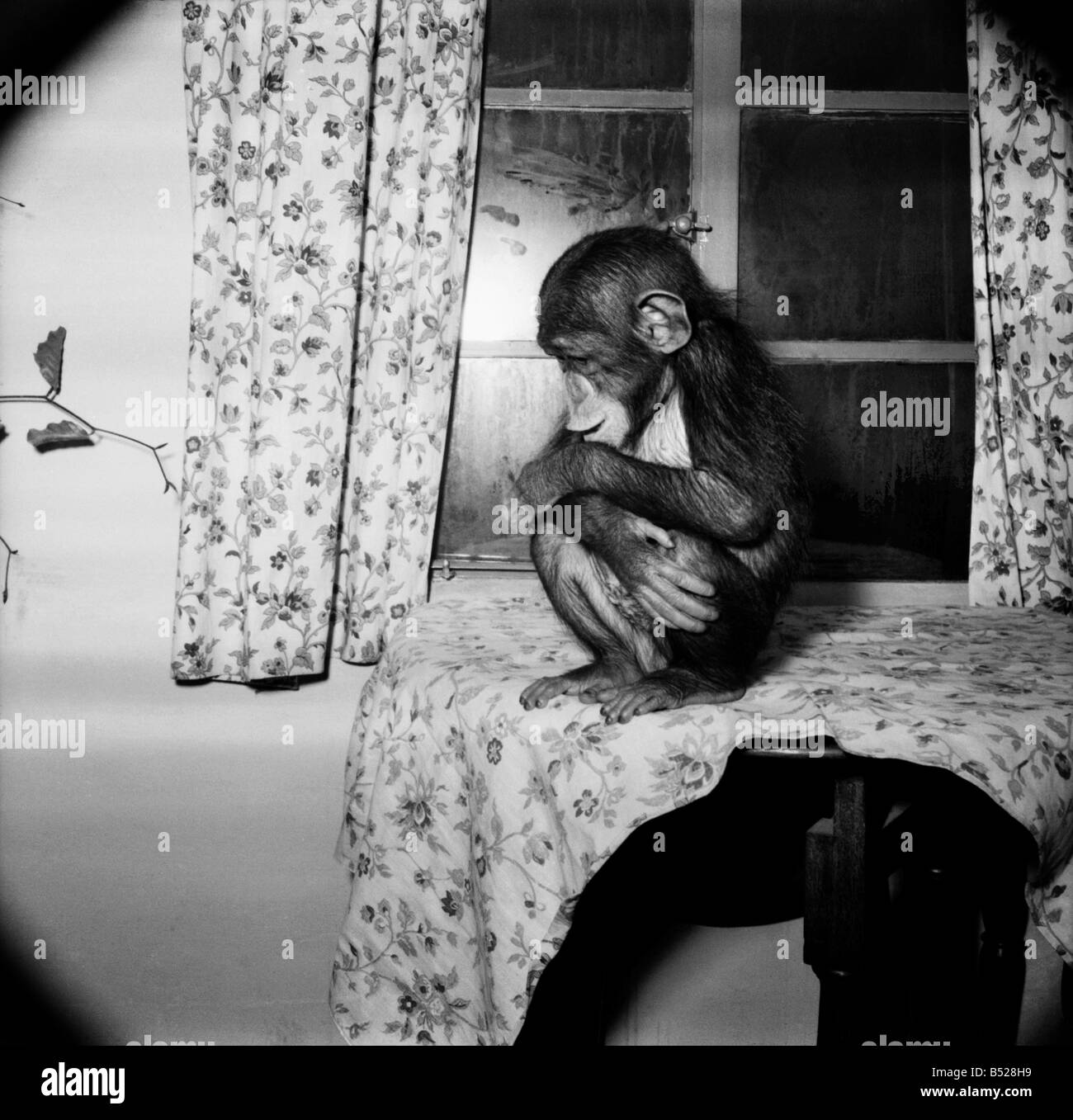 Chester Zoo. "Dolourosa" the Chimp sitting on a table. January 1953 ...