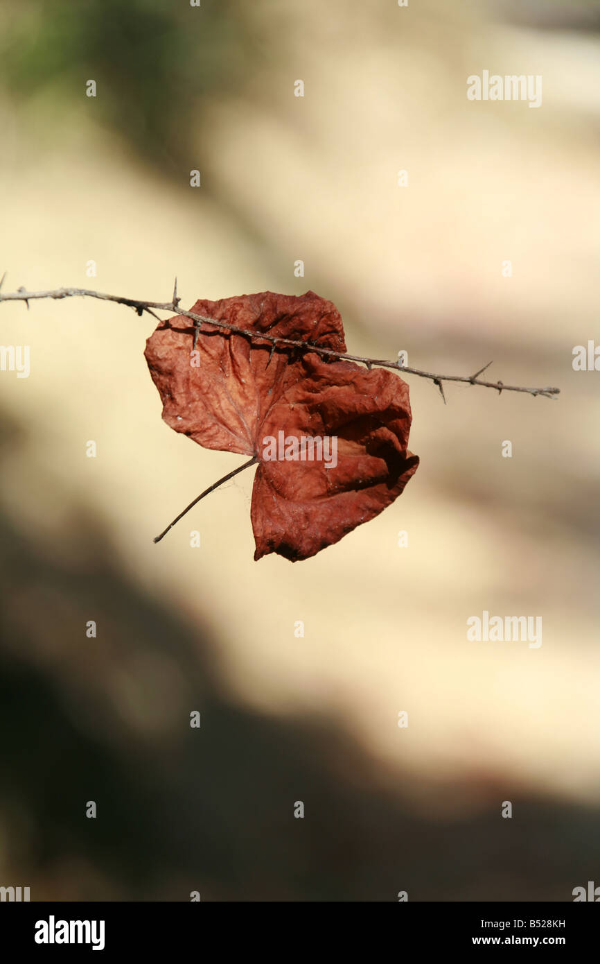 one brown leaf stuck on thorns on bare tree branch Stock Photo - Alamy