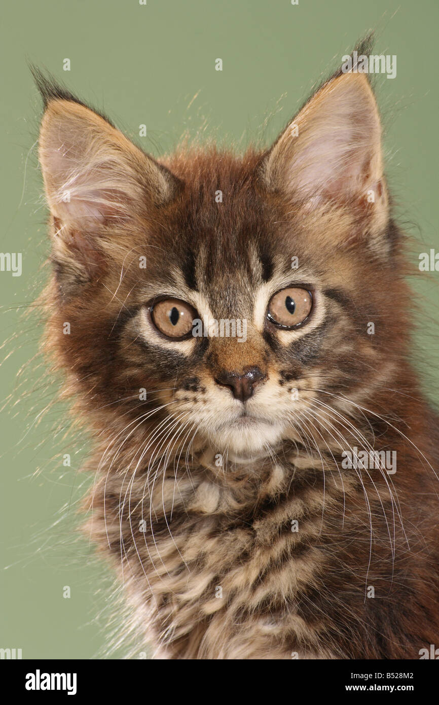 maine coon kitten - portrait Stock Photo - Alamy