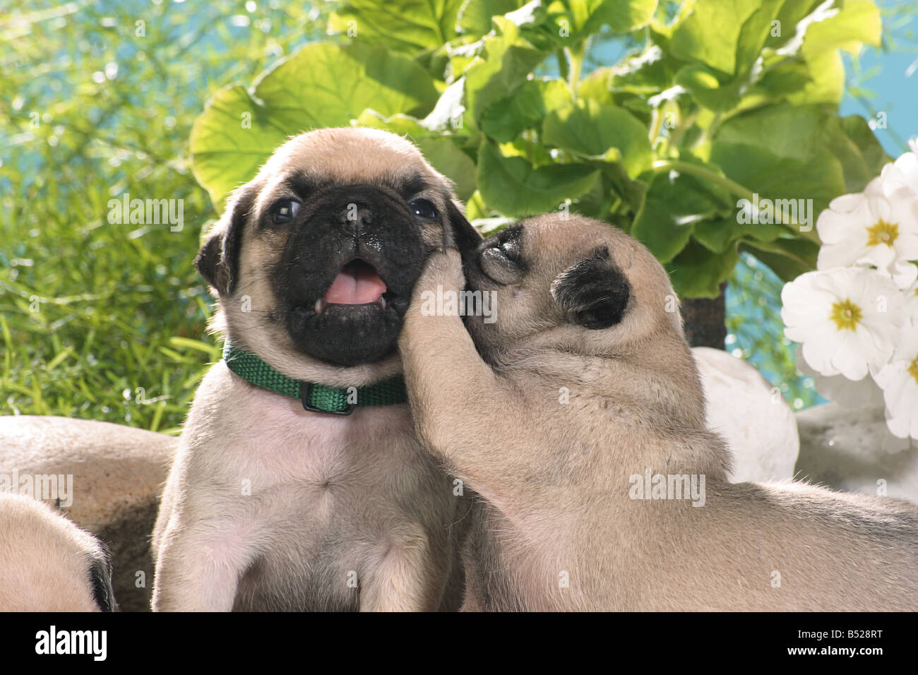 two pug puppies - smooching Stock Photo - Alamy