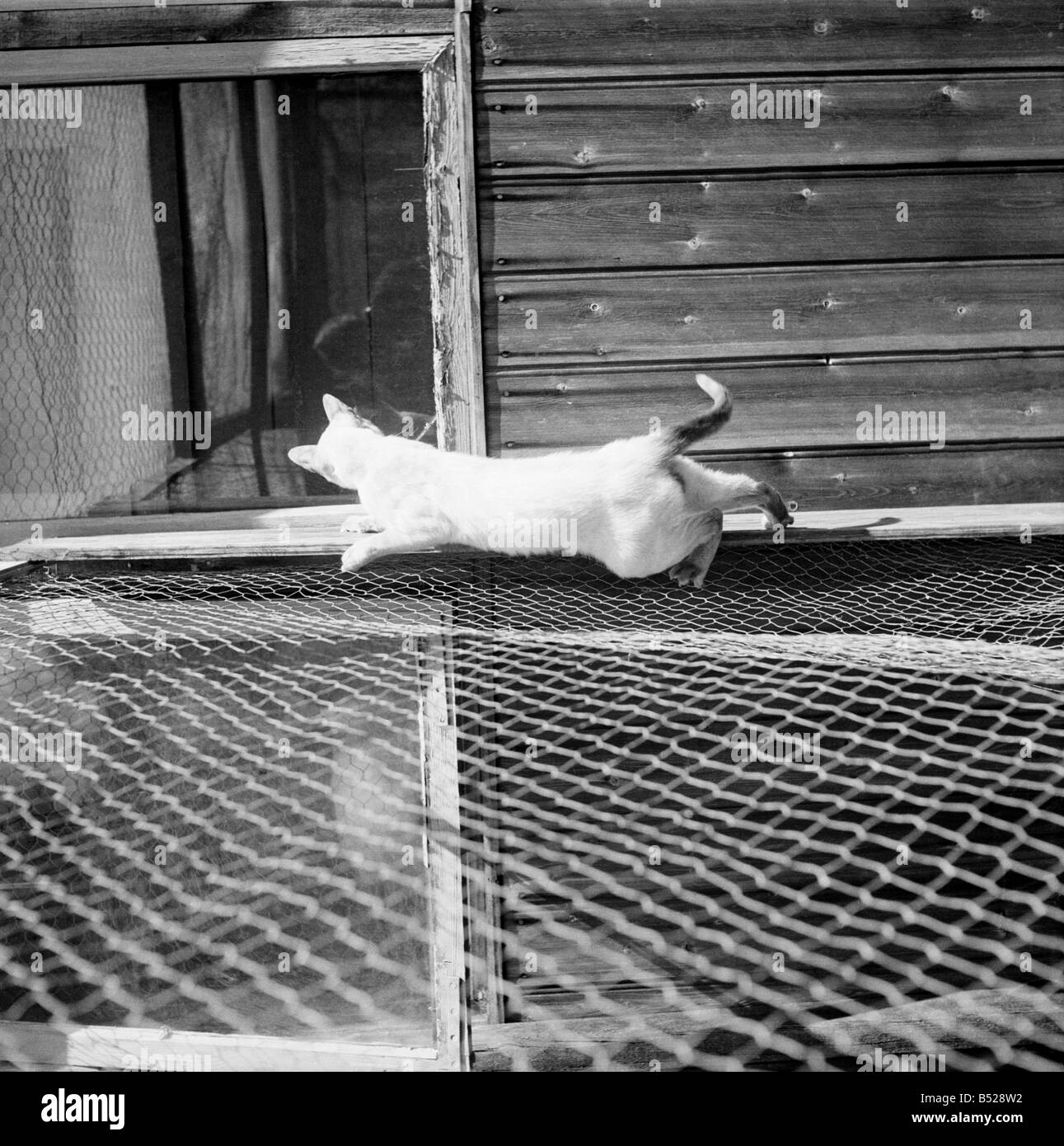 1950s cats hi-res stock photography and images - Alamy