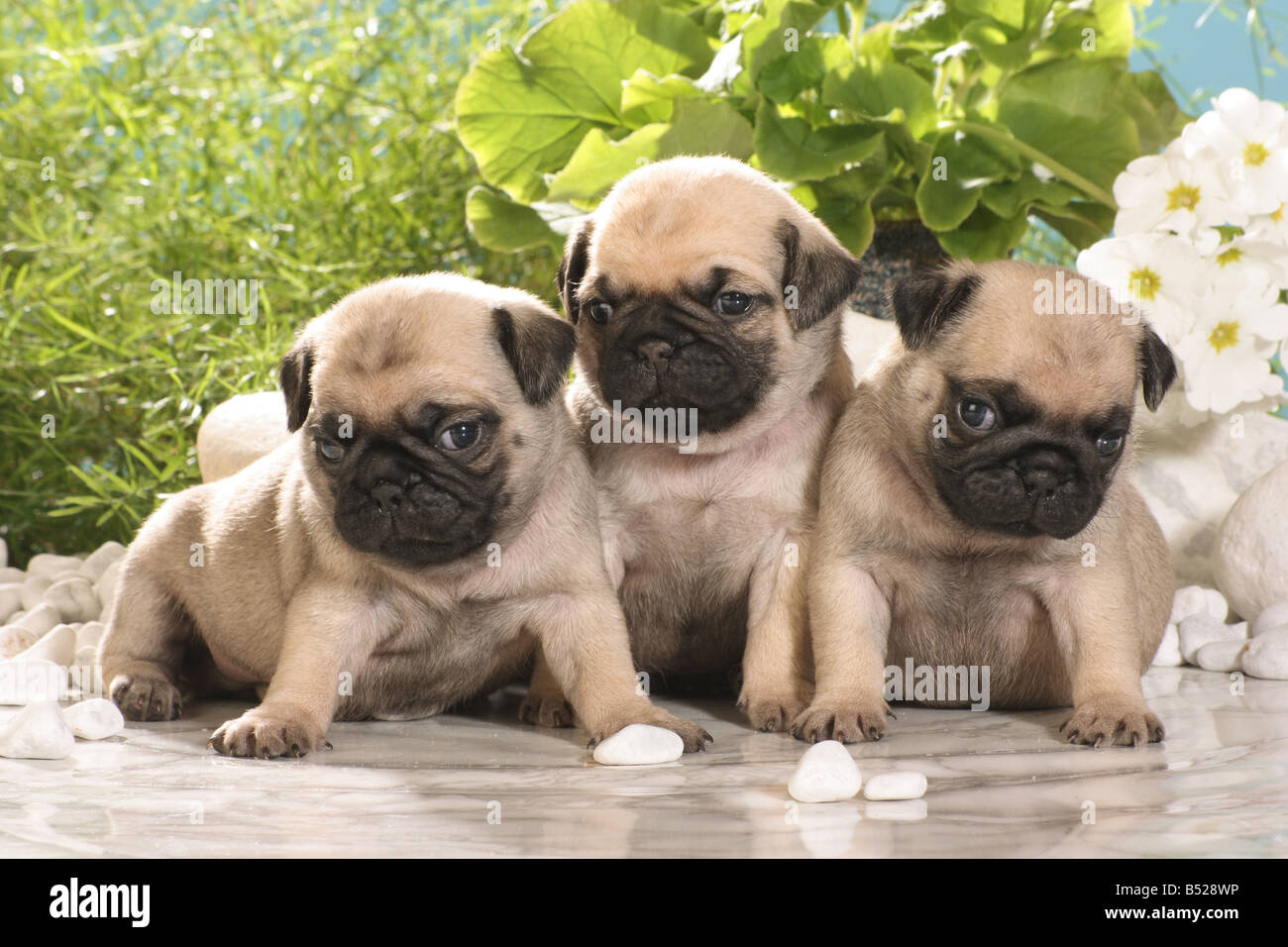 three pug puppies - sitting Stock Photo - Alamy