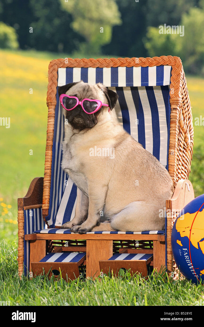 pug - sitting in beach chair Stock Photo - Alamy