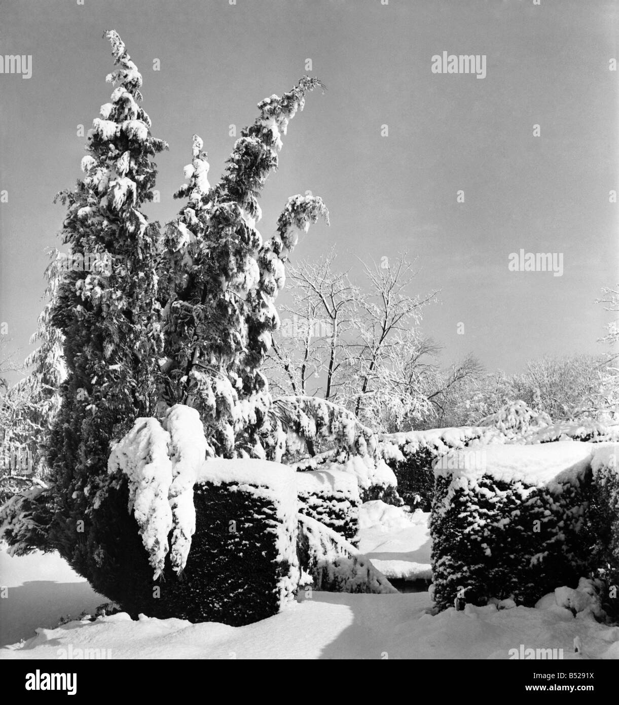 Snow covered trees in a Tadworth field. April 1950 O23770-001 Stock ...