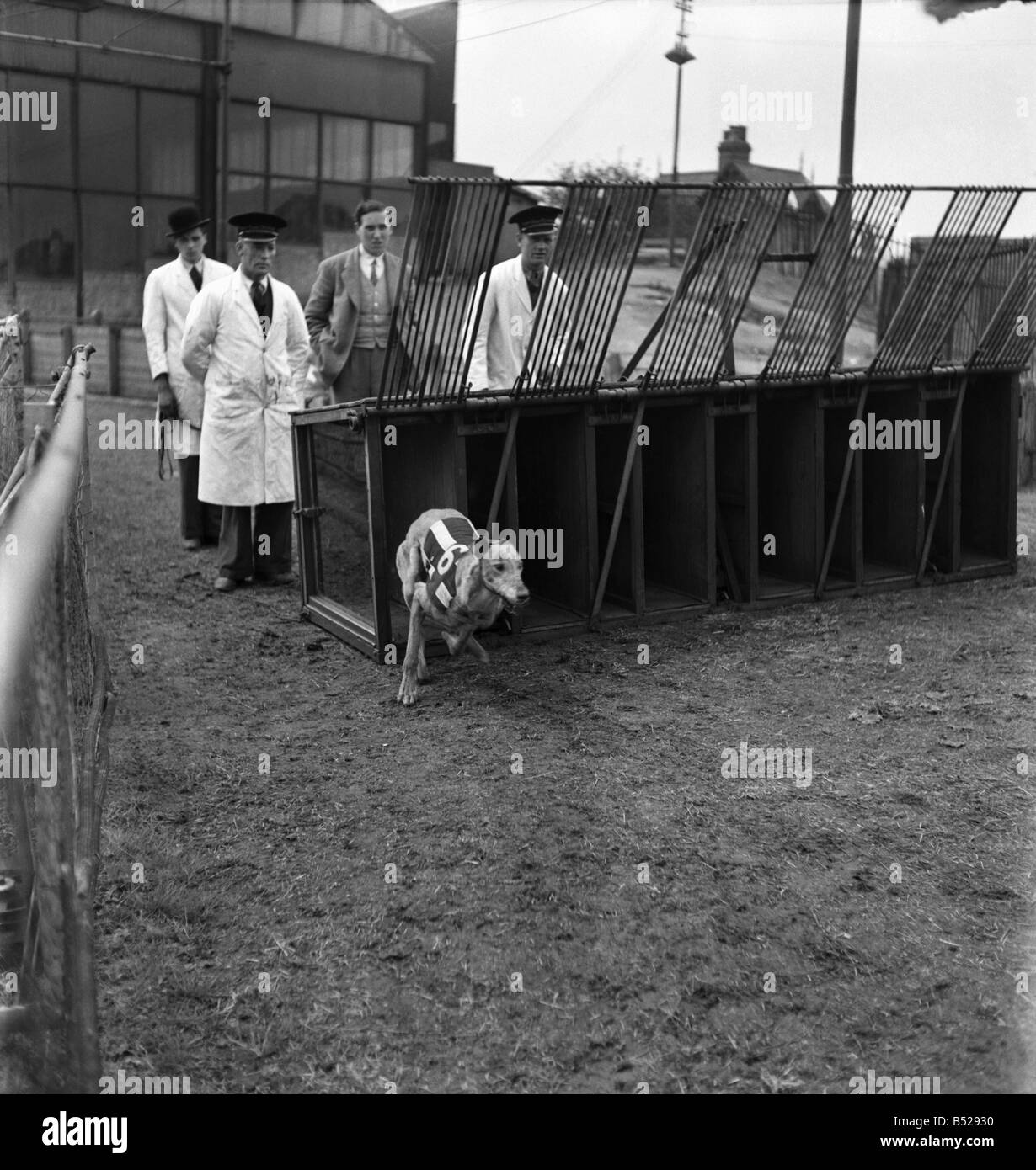Ho Perry the greyhound dog who has to go in his trap backwards. He ...